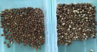 China Turkey Fig Hazelnut Color Sorter Machine Rice CCD Coffee Bean Peanut Optical Color Sorter for sale