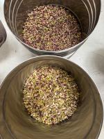 China Professional 2 Chute AI Learning Hazelnut Pistachio Nut Color Sorter Machine for sale