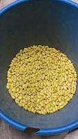 China Wenyao Chinese Factory Direct Sale 4 Chute Soya Bean Color Sorter Machine for sale