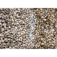 China AI Learning Intelligent Belt Style Peanut Hazelnut Pistachio Nuts Color Sorter Machine for sale