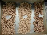 China Good Quality Wenyao CE Certificated Cashew Color Sorter Machine Chestnut Color Sorting Machine for sale