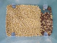 China Wenyao Intelligent Chute Style Nut Shell and Kernel Separating Machine Nut Color Sorter Machine 64 Channels for sale