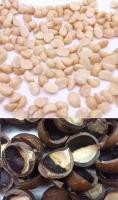 China Accuracy CCD Camera Automatic Macadamia Nut Color Sorting Machine for sale