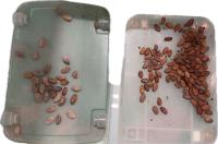 China Wenyao 2025 Newest Chinese Factory Optical Sorter Supplier Cocoa Nut Color Sorter Machine for sale