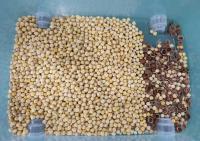 China Wenyao 2025 Newest Chinese Factory Optical Ccd Color Sorter Almond Pistachio Cocoa Nut Color Sorting Machine for sale