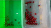 China Industrial Tomato Cherry Color Sorter Machine 1000kg/h Stainless Steel for sale