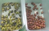 China Intelligent Optical Coffee Cherry Color Sorter Small Potato Sorting Machine Blueberry Color Sorter for sale