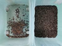 China Wenyao 192 Channel Full-automatic Beans Color Sorter with 99.99% Precision for Nut Rice Corn Wheat for sale
