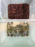 China Wenyao 2025 Newest Two Belt Wide Low Speed Anti-breakage Strawberry Blueberry Color Sorter Machine Automatic Coffee Cherry Color Sorting Machine for sale