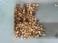 China Dried Chestnut Color Sorter For Nuts Photo Sorter From China for sale