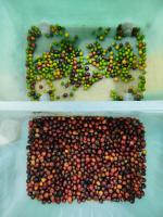China Wenyao Juniper Berry Color Sorter Wide Belt Stainless Steel Blueberry Strawberry Raspberry Color Sorting Machine Factory Price with CE Certificate Remote Control for sale