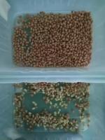 China Bestselling Nuts Color Sorter Pistachios Cashew Nuts Peanuts Hazelnut Walnut Optical Separating Machine for sale
