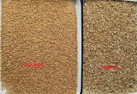China Intelligent Buckwheat Color Sorter Wheat Oats Quinoa Separating Machine 3 Chutes 6 Cameras for sale