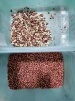 China High Efficiency Nuts Color Sorter Pistachios Hazelnuts Pine Nuts Walnuts Almonds Peanuts Separating Machine for sale
