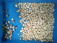China High Efficiency Nuts Color Sorter Pistachios Hazelnuts Pine Nuts Walnuts Almonds Peanuts Separating Machine for sale