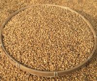 China 5400 Pixel Wheat Color Sorter With High Speed Camera ISO9001 approval for sale