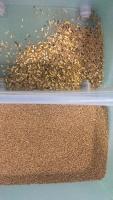 China 5 Chutes Moldy Wheat Color Sorter For Wheat for sale