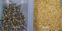 China High Resolution Grain Color Sorter , 1 chute Quinoa Color Sorting Machine In Factory for sale