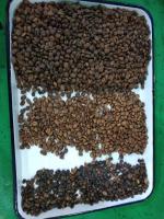 China Coffee Beans Color Sorter Machine For Sorting Bad Coffee Bean In Roasting Procedure for sale