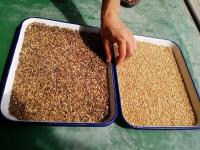 China 3t/h 4 Chutes Multi Grain Sorting Machine for Barley Wheat for sale