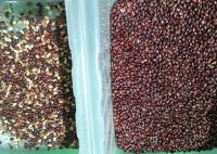 China 5400 Pixel Mini Beans Color Sorter , 800kg/H Soybean Sorting Machine for sale