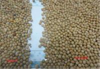China Soybean Sorting Machine Soybean Color Sorter For Oil And Food Plant Bean Processing Equipment for sale