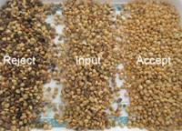 China Soybean Sorting Machine Soybean Color Sorter For Oil And Food Plant Bean Processing Equipment for sale