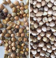 China High Capacity Chickpea Color Sorter Agricultural Equipment Processing Beans CCD Color Sorting Machine For Chickpea for sale