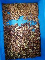 China CE Broad Bean Color Sorter Machine WIFI Remote Control With High Speed Camera for sale