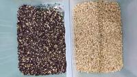 China Candle Nut  Color Sorter chestnut Separator Selector Machine Sorting for Nut for sale