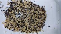 China Candle Nut  Color Sorter chestnut Separator Selector Machine Sorting for Nut for sale