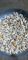 China Canary Bean Color Sorter Machine  Automatic Bean Color Sorter for sale