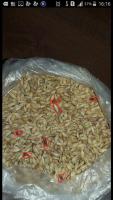 China Oat Color Sorting Machine Grains Separation Machine For Processing Oats In The Farm for sale