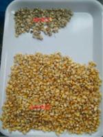 China Grain Corn Separating Machine 1 Chute 64 Channels For Grading for sale