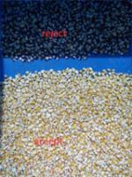 China Grain Corn Separating Machine 1 Chute 64 Channels For Grading for sale