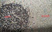 China 1 Chute 64 Channels Wenyao Color Sorter for Rye seeds for sale