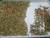 China Intelligent Multifunction Green Coffee Bean Color Sorter Machine Beans Color Sorter for sale