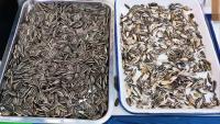 China Pumpkin Seeds Color Sorting Equipment 2 Chutes 128 Channels for sale