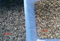 China Sunflower Seeds Colour Sorter Sunflower Seeds Sorting Machine Food Processing Machine for sale