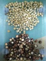 China Automatic Macadamia Nut Mini Color Sorter Nuts Color Sorter Machine Color Sorting Machine for sale