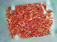 China 2 Chutes 128 Channels Chili Sorting Machine CE Approved For Pepper for sale
