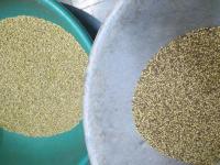 China Mini Seed Colour Grading Machine Veget / Wheat / Quinoa / Lotus Seed Color Sorter Price for sale