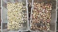 China High Precision 3t/h Garlic Grading Machine ISO9001 certificate for sale