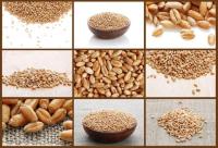 China Multifunction Sunflower Seeds Peanut Kernel Sorter Machine Black Kidney Bean Pistachio Nut Color Sorter for sale