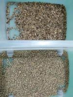 China 2 T/H Coffee Bean Color Sorter With Intelligent Image Processing System for sale