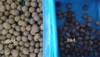 China Walnut Shell Separator Walnut Color Sorting Machine Walnut Processing Equipment Walnut Color Sorter for sale