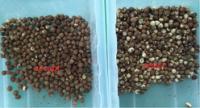 China Hazelnut Color Sorter Hazelnut Separator Machine Hazelnut Processing Sorting Mahince for sale