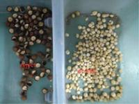 China Macadamia Nut Color Sorter Macadamia Separator Macadamia Nut Sorting Grading Machine for sale