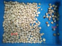 China Candlenut Sorting Machine Candle Nut Processing Line Good Quality Color Sorter For Candlenut for sale