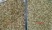 China Metal Ejector Groundnut Machine , CCD Camera Peanut Color Sorter for sale